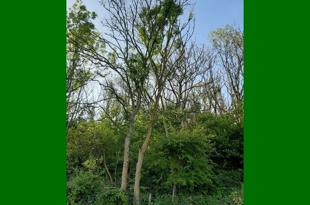 DIO and Landmarc begin programme to protect ash trees on Salisbury ...